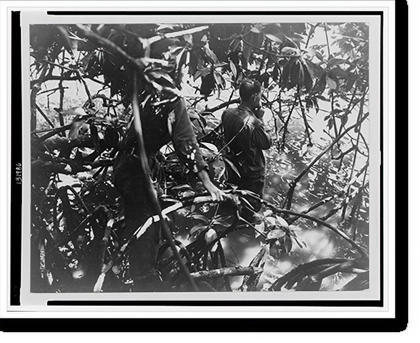 Historic Print, Standing knee deep in salt water under the branches of ...