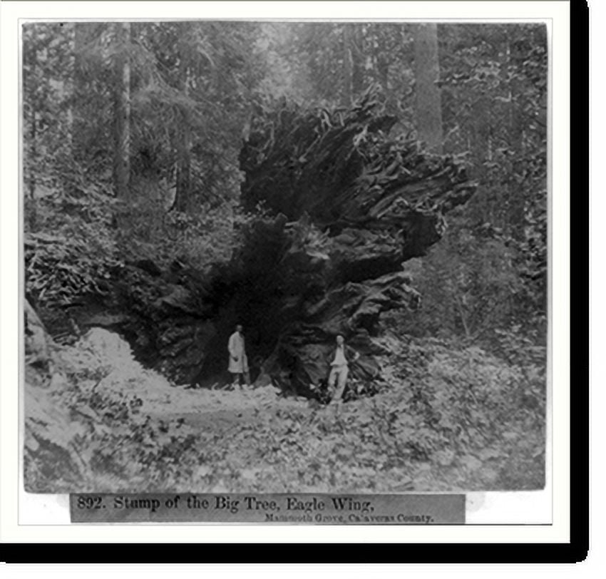 Historic Print, Stump of the Big Tree, Eagle Wing, Mammoth Grove ...