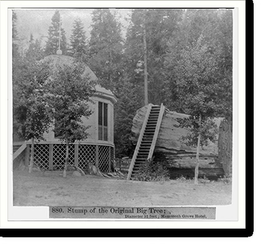 Historic Print, Stump of the original Big Tree - Diameter 32 ft ...