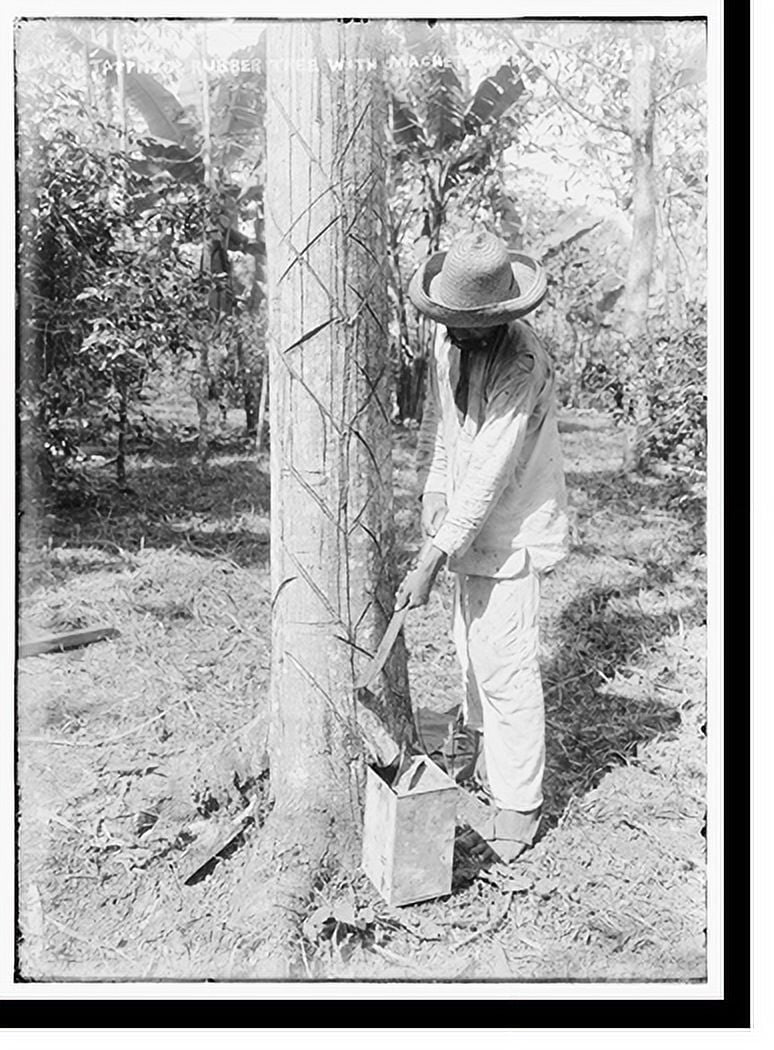 Historic Print, Tapping Rubber Tree with machete (Old Way), 16" x 20 ...