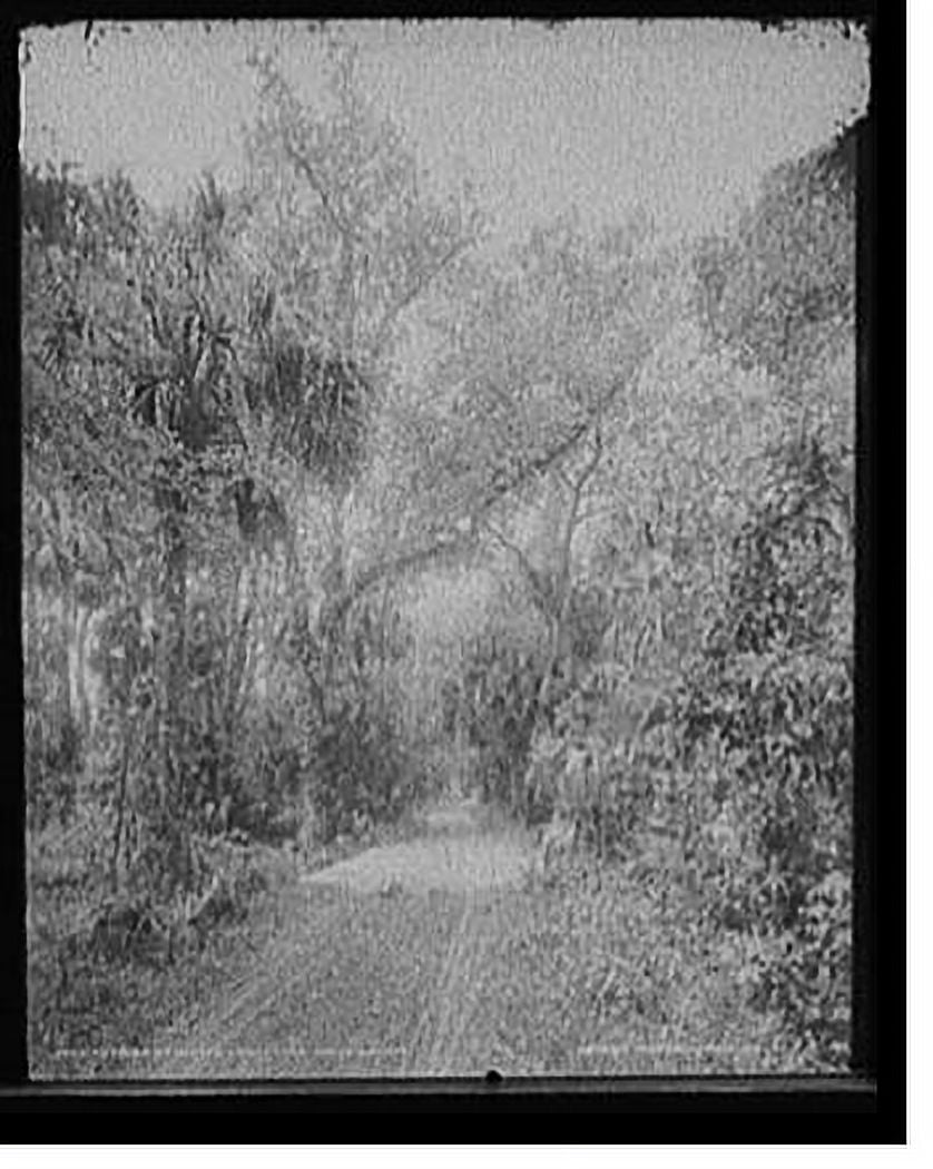 Historic Print, The Hammock road, Ormond, Fla., 18" x 24" - Walmart.com
