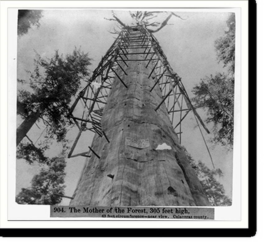 Historic Print, The Mother of the Forest, 305 ft high giant tree; 63 ft ...
