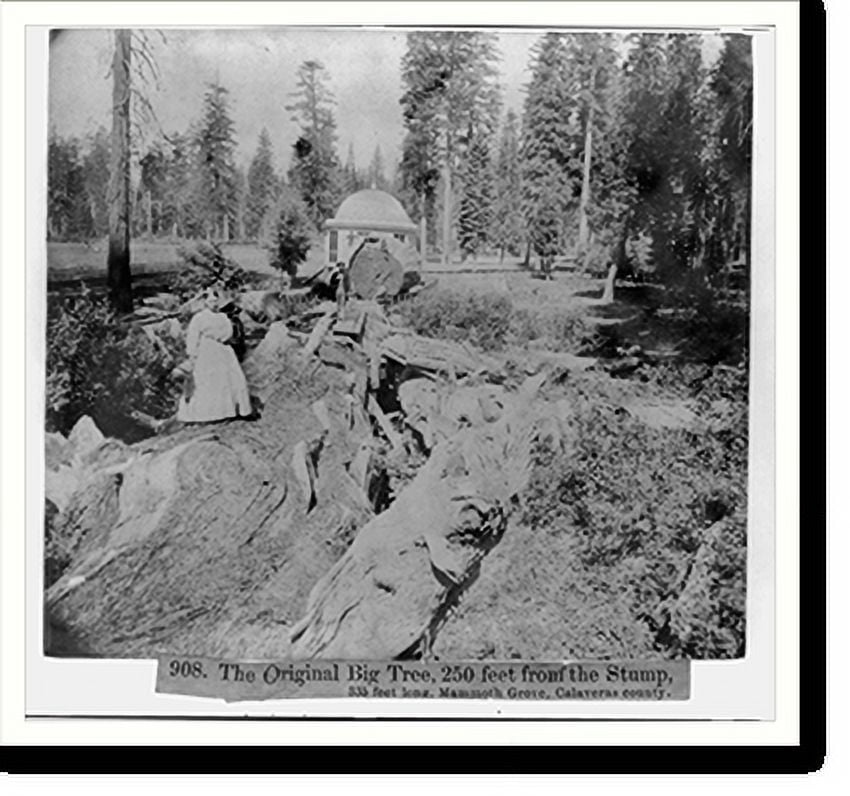 Historic Print, The Original Big Tree, 250 ft from the Stump, 335 ft ...