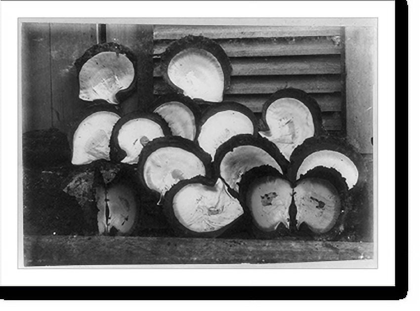 Historic Print, [The Philippines]: Pearl fishing shells - from which ...