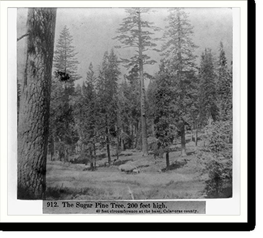 Historic Print, The Sugar Pine Tree, 200 ft. high; 40 ft. circumerence ...