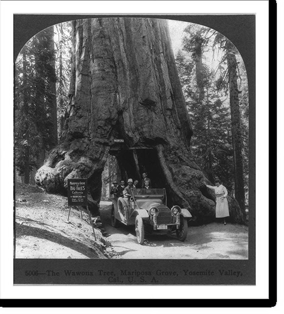 Historic Print, The Wawona tree, Mariposa Grove, Yosemite Valley, Cal ...