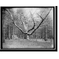 Historic Print, The Wizard tree, cathedral woods, North Conway, White ...