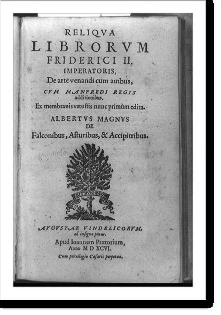 Historic Print, [Title page of De arte venandi cum avibus, with pine ...