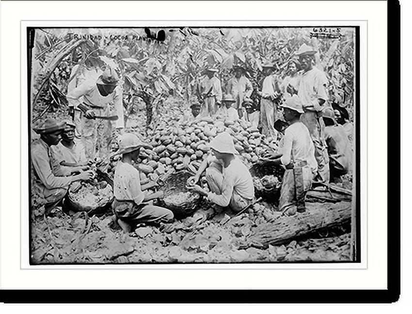 Historic Print, Trinidad . sorting cocoa beans plantation, 18" x 24 ...