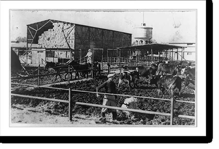 Historic Print, [Two agricultural workers on a Jewish farm settlement ...
