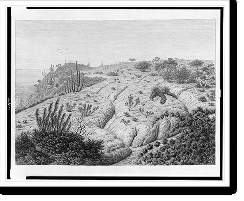 Historic Print, [Ualan, vegetation of a valley and outskirts of forest ...