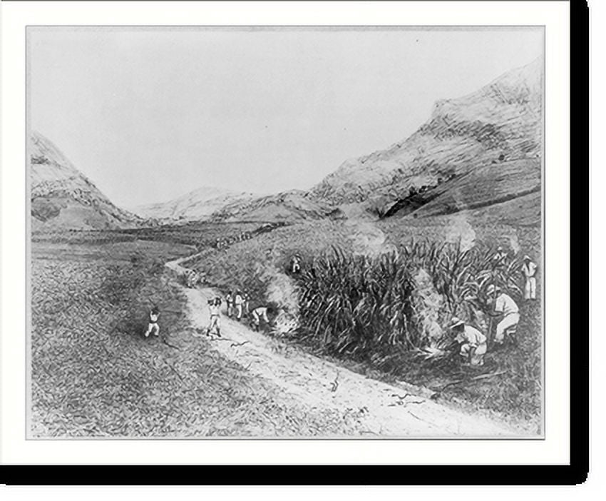 Historic Print, [Virgin Islands - St. James Islands plantations ...