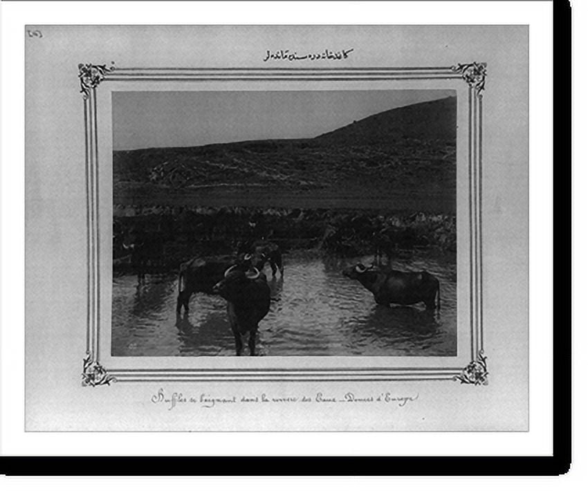 Historic Print, [Water buffalo in the Kagithane River], 16" x 20 ...