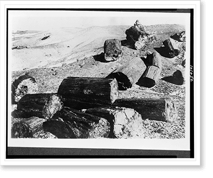 Historic Print, Yellowstone National Park. fossel [sic] logs in ...
