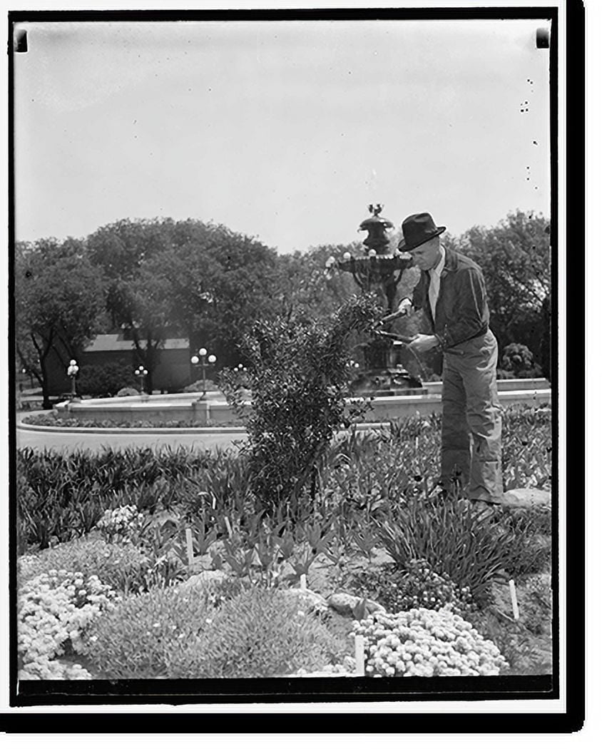 Historic Print, At work on the shrubbery. Washington, D.C., May 7. Rep ...