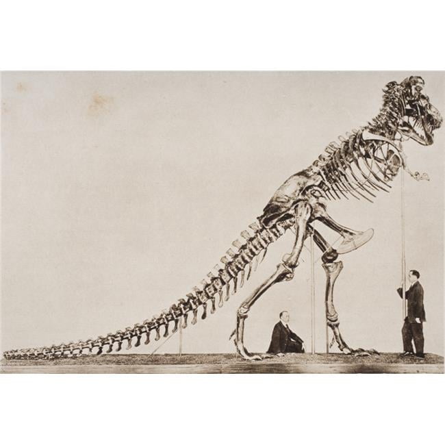 Historical Illustration Of Dinosaur Skeleton Poster Print - Walmart.com