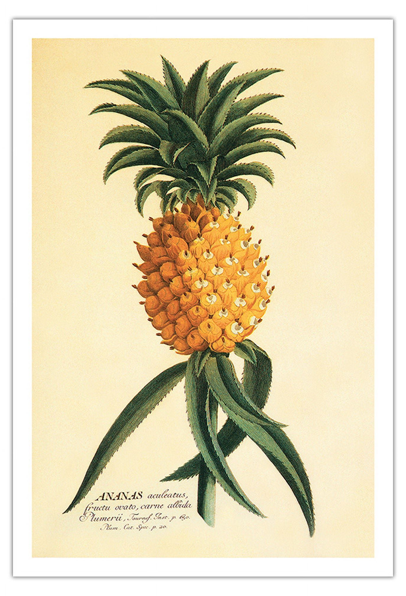 Ho’okipa (Hospitality) - Hawaiian Pineapple - Book Plate Plantae ...