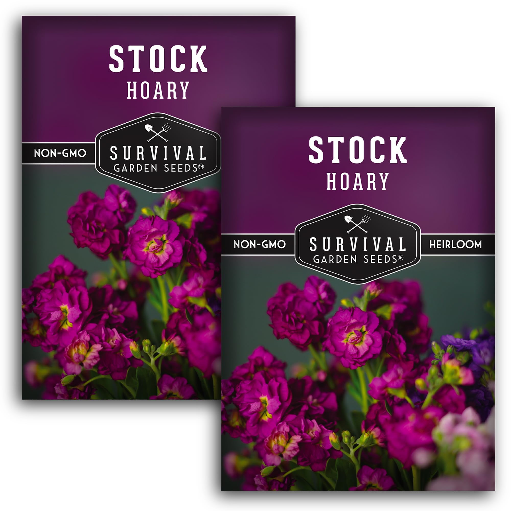 Hoary Stock SeedUMRT for Planting - 2 Packets with Instructions and ...