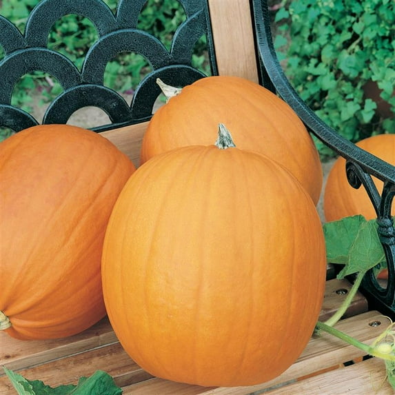 Hobbit F1 PMR Hybrid Pumpkin 1 Lb ~3,200 Seeds Pumpkins – Powdery ...