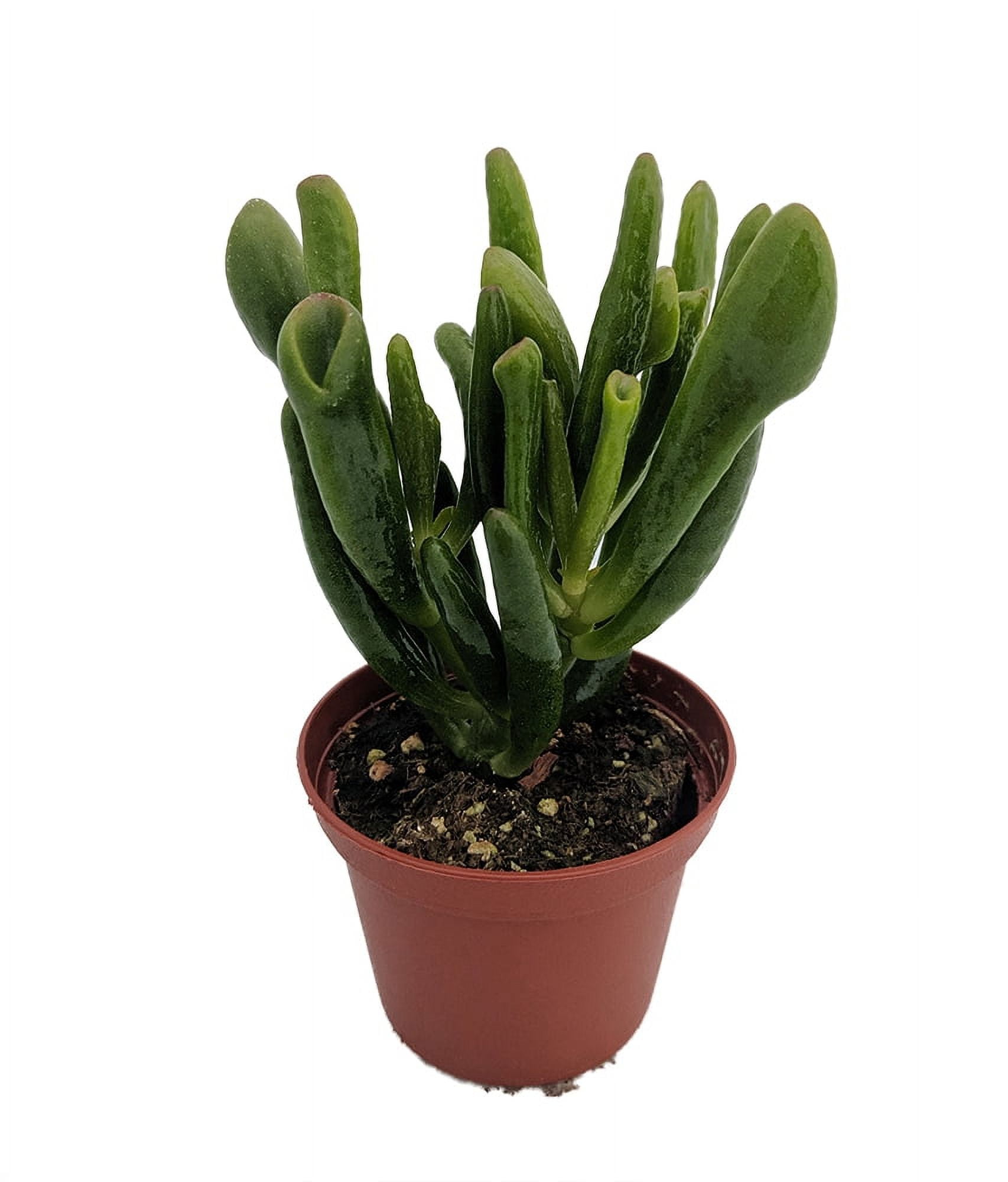 Hobbit Jade Plant - Crassula ovuta 2.5" Pot - Walmart.com