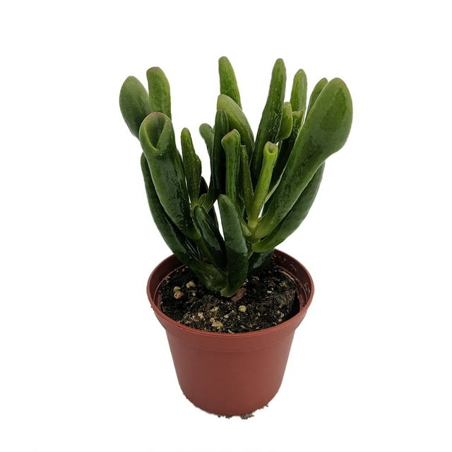 Hobbit Jade Plant - Crassula ovuta 2.5" Pot - Walmart.com