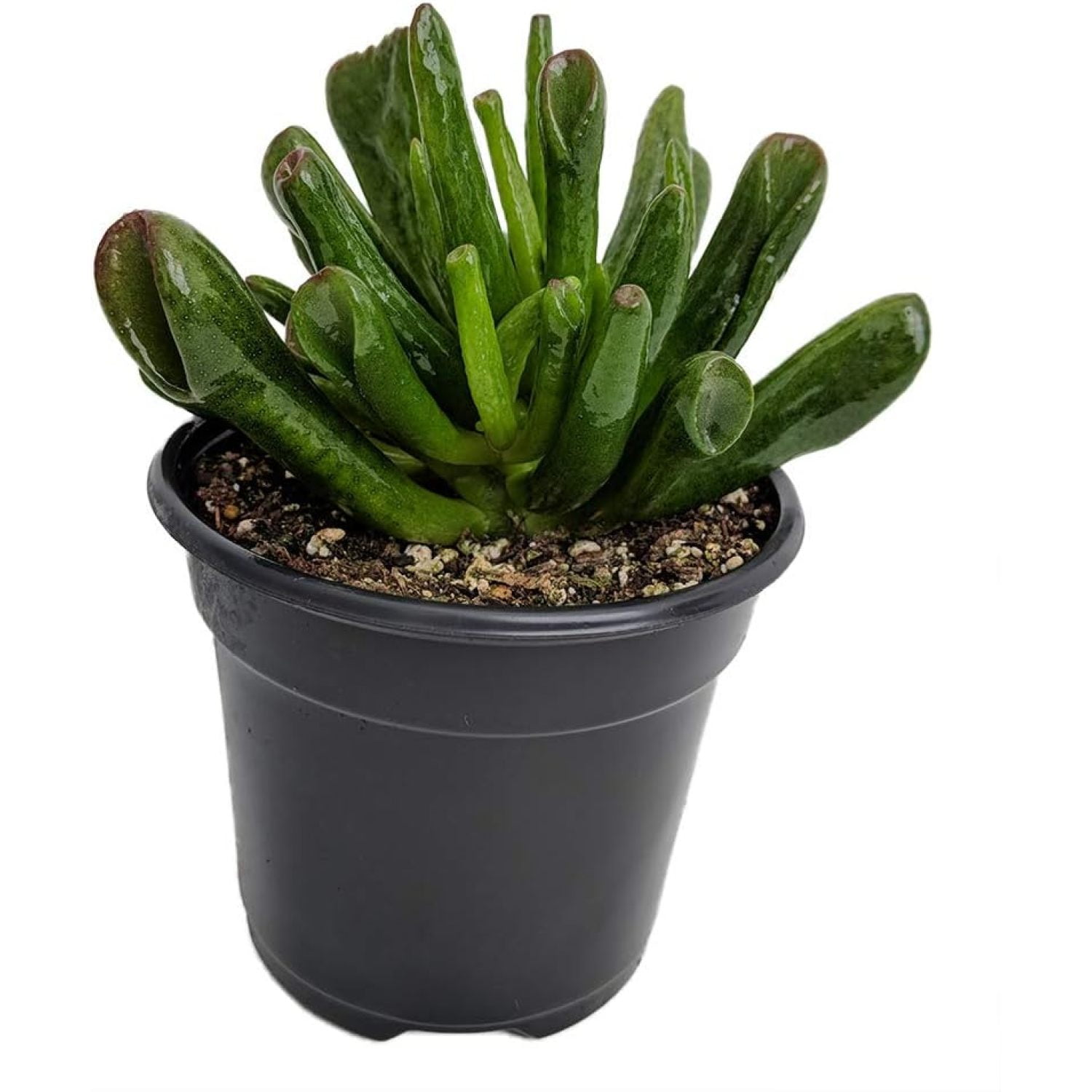 'Hobbit' Jade Plant - Crassula ovuta - Easy to Grow - 4" Pot - Walmart.com