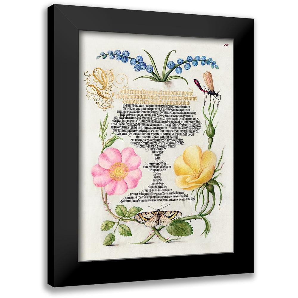 Hoefnagel, Bocskay 14x18 Black Modern Framed Museum Art Print Titled ...