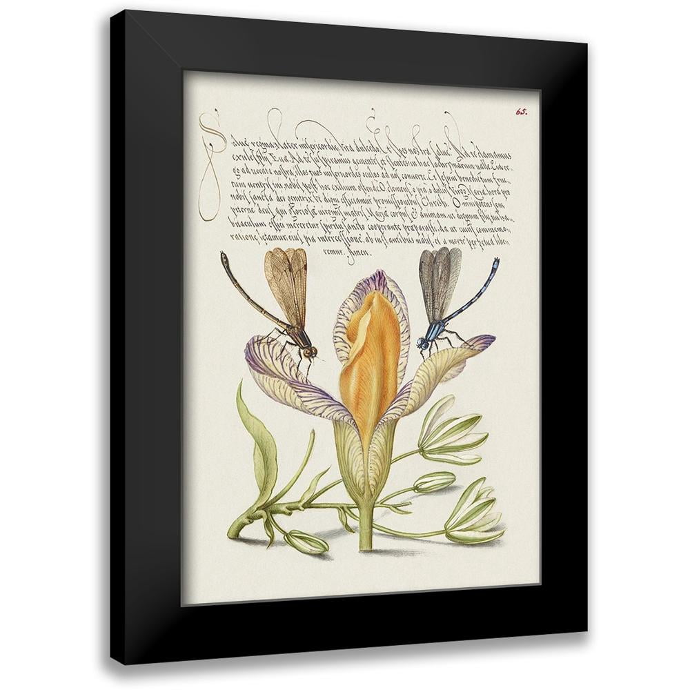 Hoefnagel, Bocskay 14x18 Black Modern Framed Museum Art Print Titled ...
