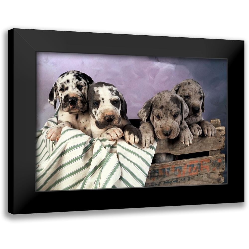 Hoenderkamp, Patrick 24x17 Black Modern Framed Museum Art Print Titled ...