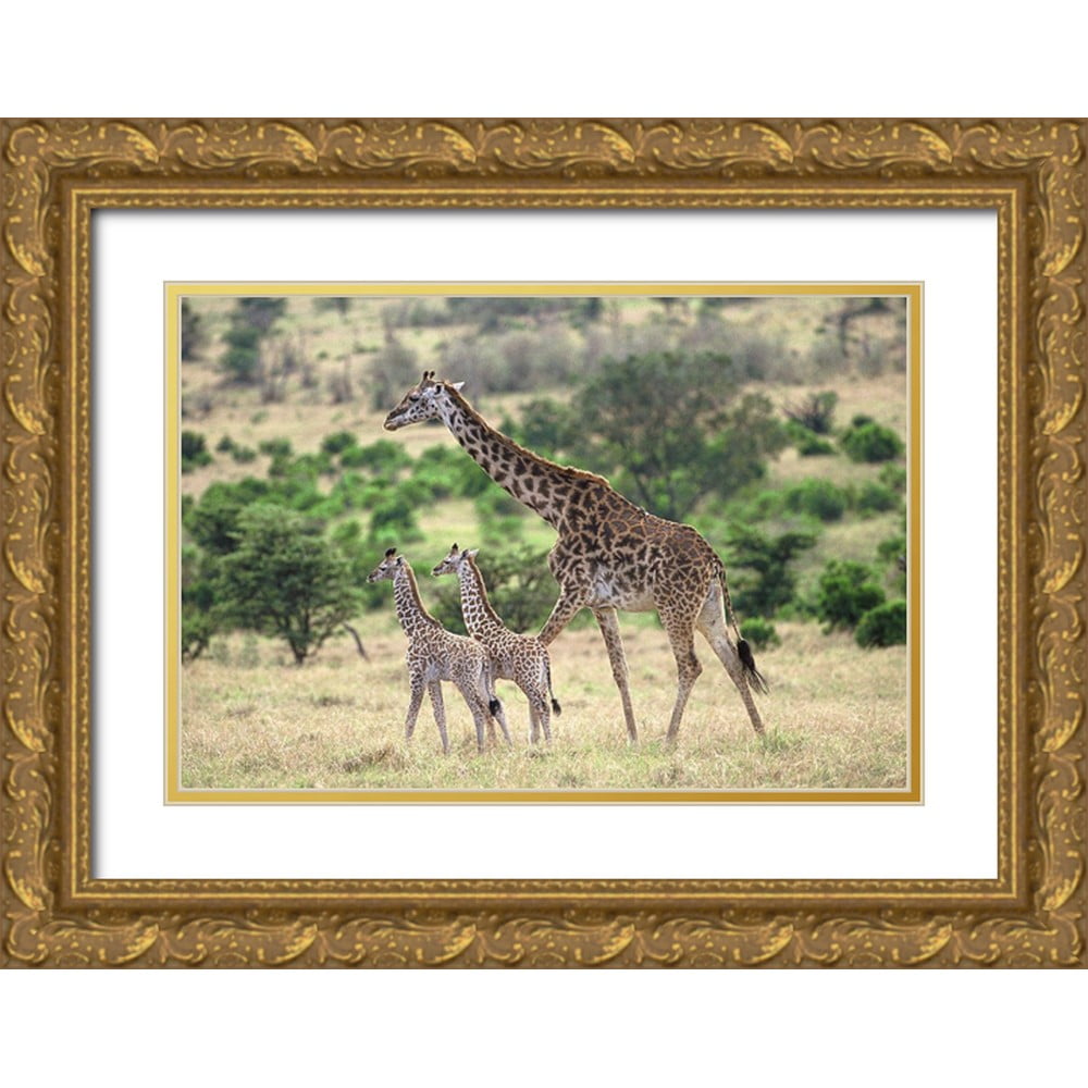 Hoenderkamp, Patrick 32x23 Gold Ornate Wood Framed with Double Matting ...