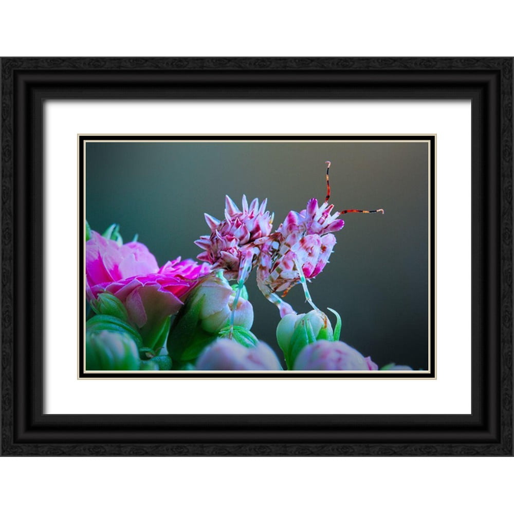 Hoffman, Jimmy 14x11 Black Ornate Wood Framed with Double Matting ...