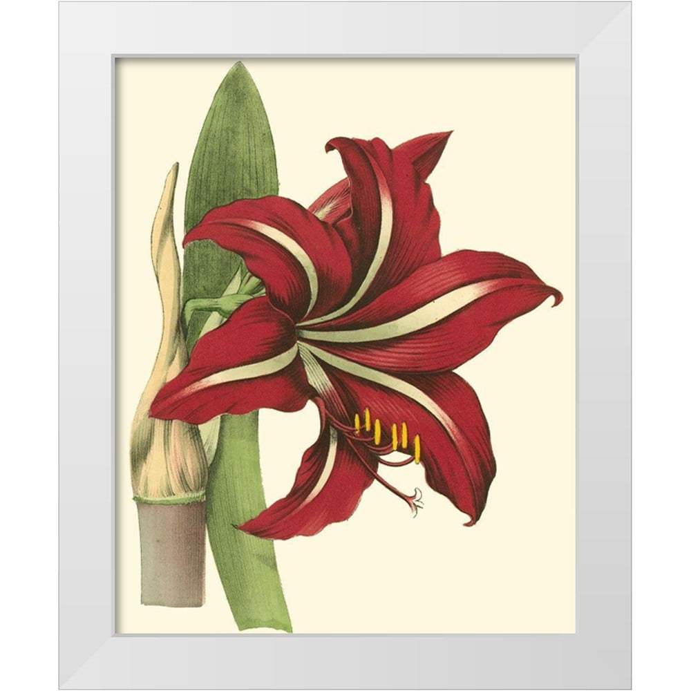 Hogg 20x24 White Modern Wood Framed Museum Art Print Titled - Amaryllis ...