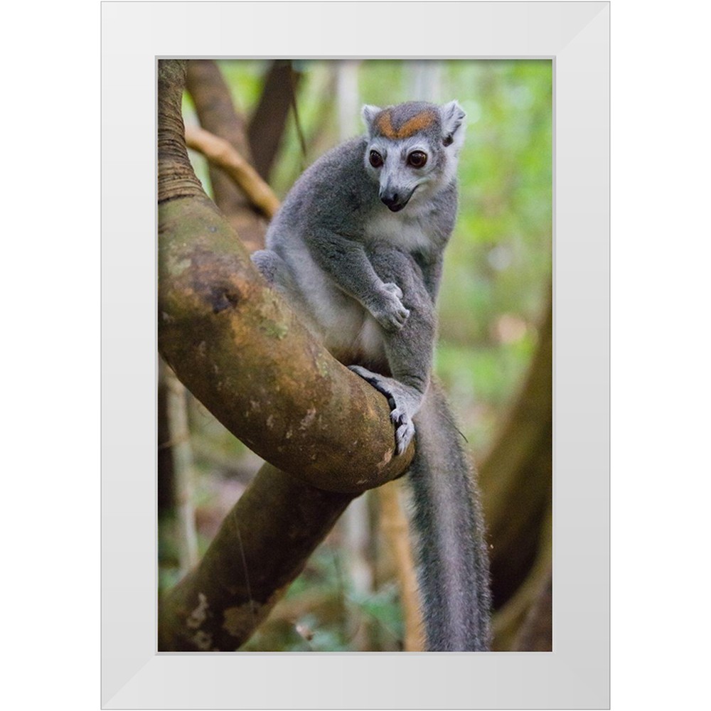 Hogstrom, Inger 17x24 White Modern Wood Framed Museum Art Print Titled ...