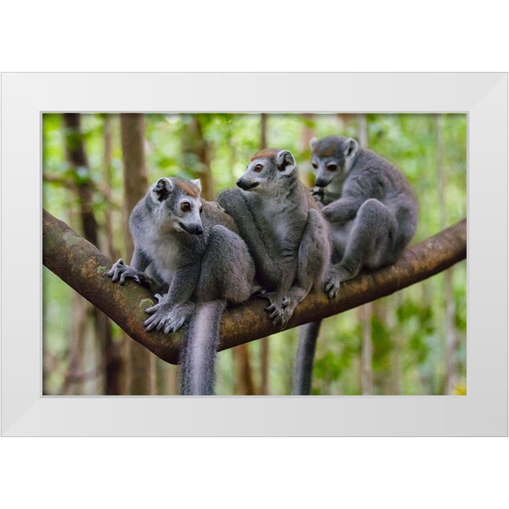 Hogstrom, Inger 24x17 White Modern Wood Framed Museum Art Print Titled ...