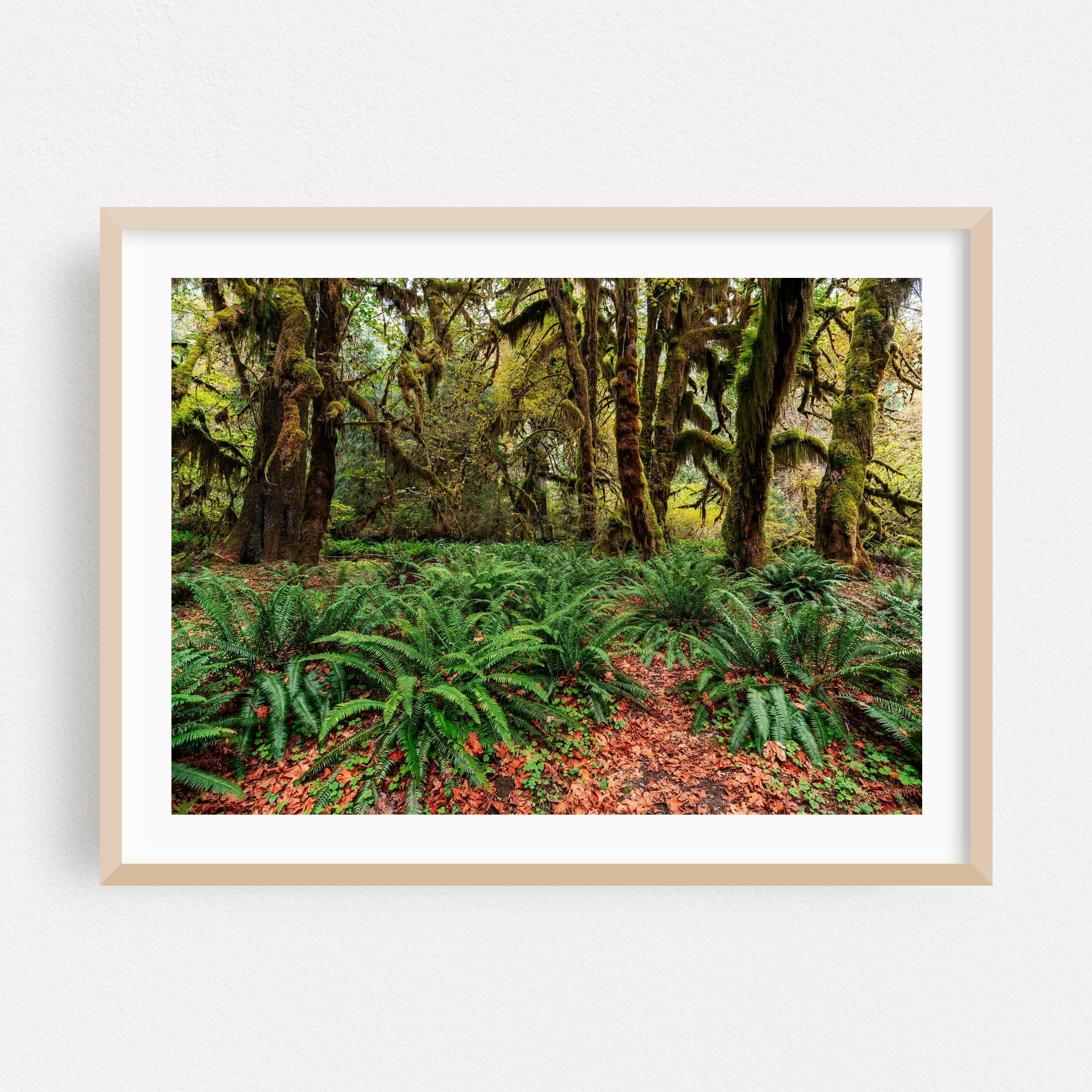 Hoh Rainforest - Forks Washington Photography Forest Nature Woodland ...