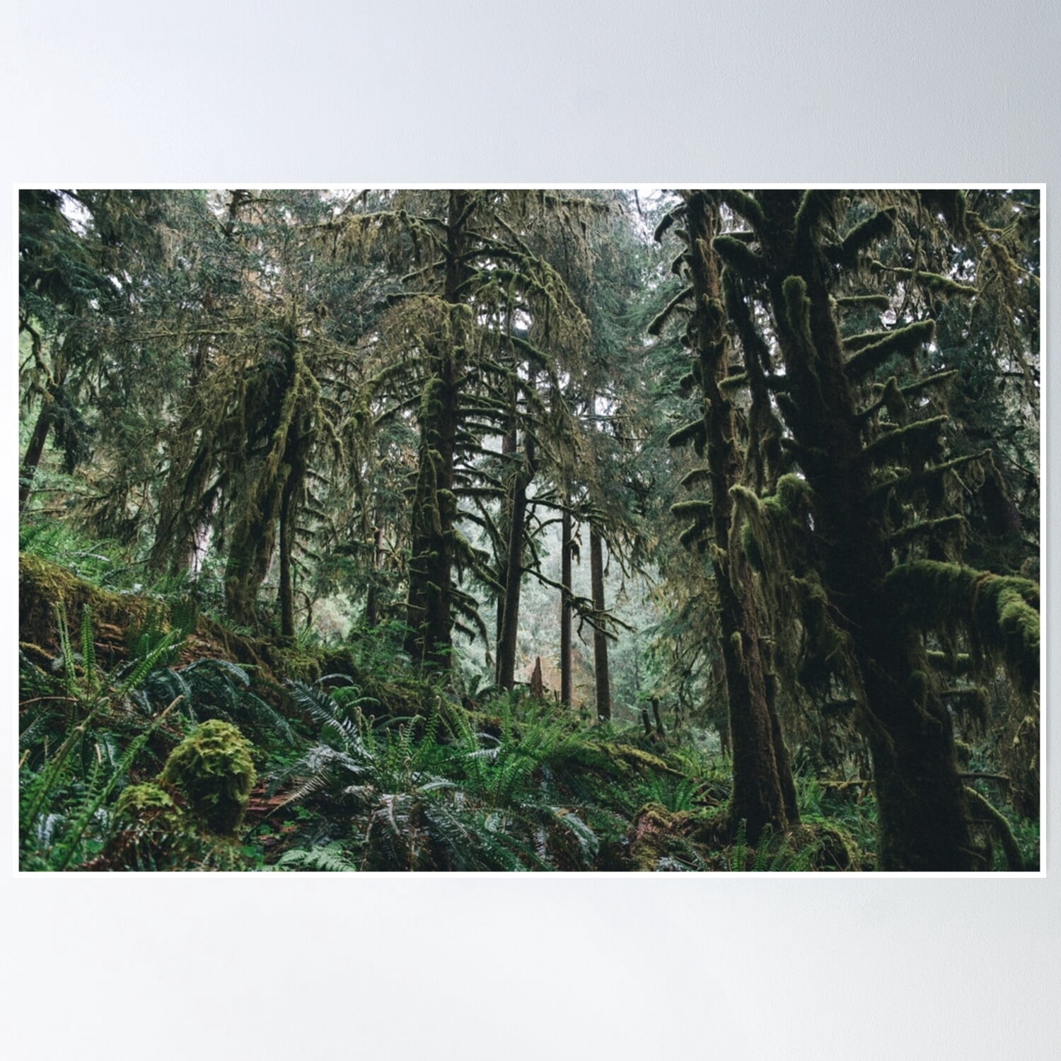 Hoh Rainforest Poster Wall Art, Modern Wall Decor, 8x12 UNFRAMED ...