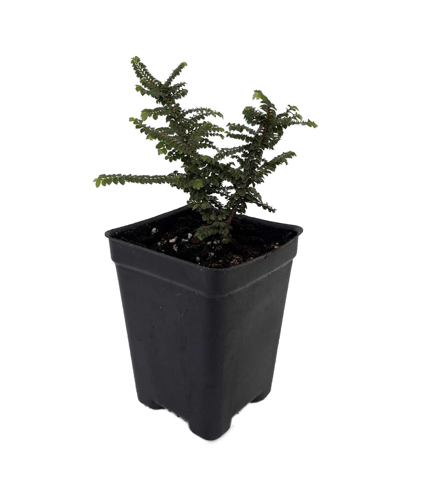 Hokkaido Dwarf Chinese Elm - Ulmus parvifolia - 2.5" Pot - Fairy Garden ...