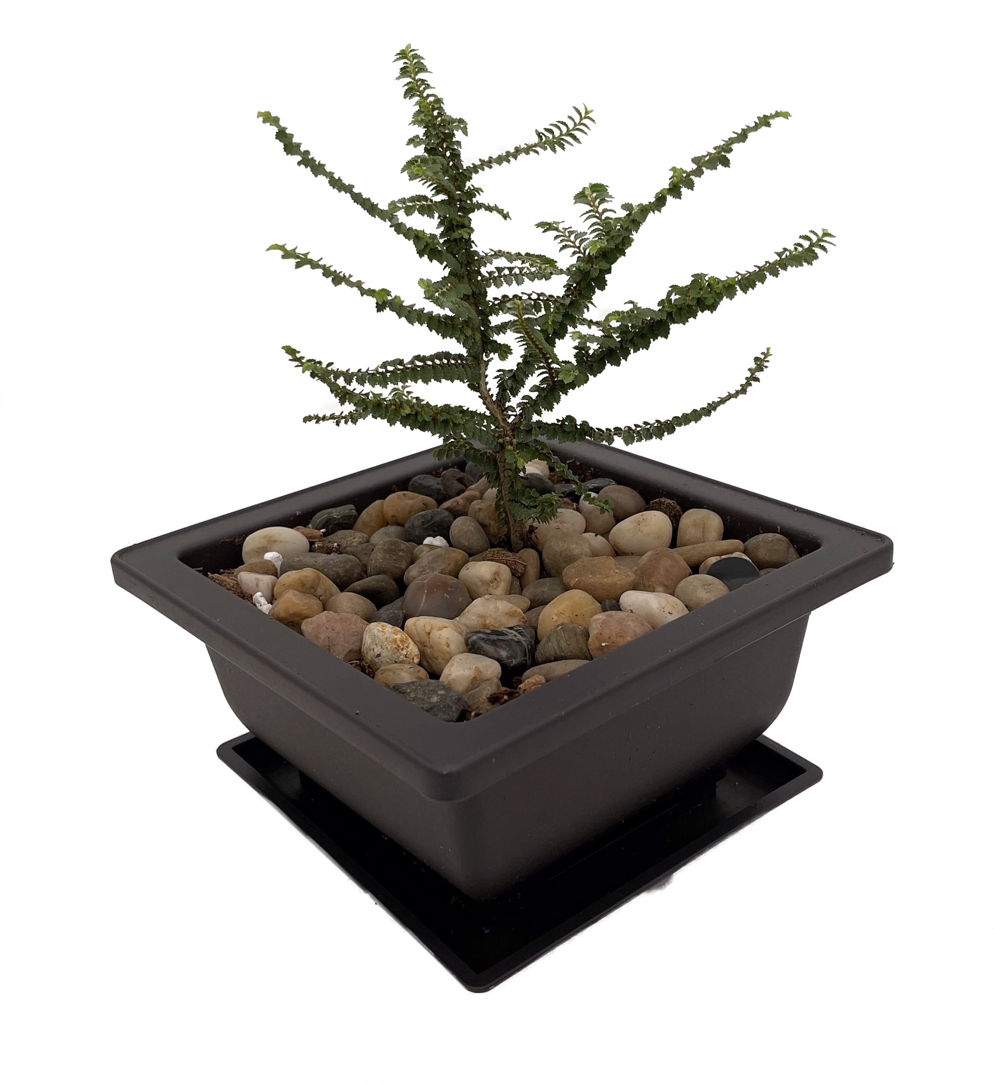 Hokkaido Dwarf Chinese Elm - Ulmus parvifolia - 4.7" Square Bonsai Pot ...