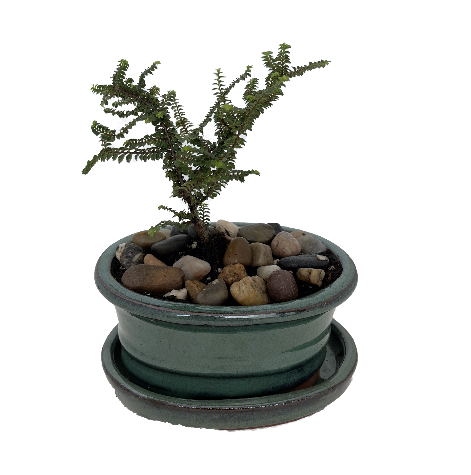 Hokkaido Dwarf Chinese Elm - Ulmus parvifolia - 4" Ceramic Bonsai Pot ...