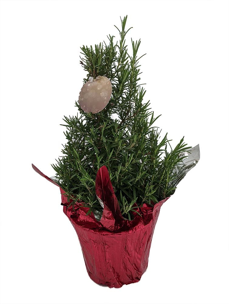 Seasonal Live Evergreen Holiday Rosemary Tree - 6" Pot with Decorative ...
