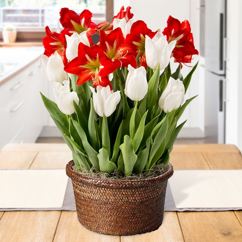 Holiday Spark Indoor Potted Bulb Garden - Simply Water and Flowers Open ...