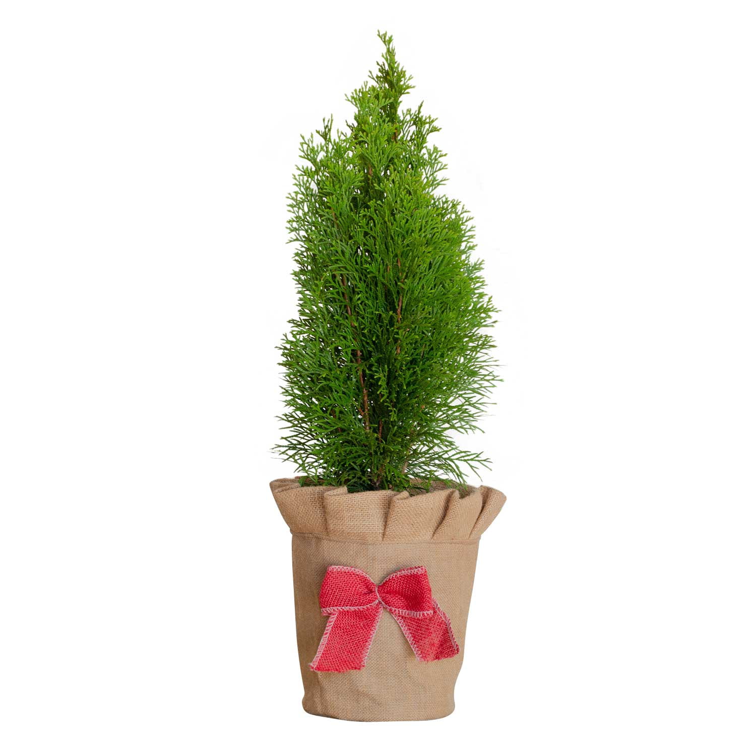 Holiday Time 1.0GL Arborvitae Emerald Green Potted Holiday Shrub in ...