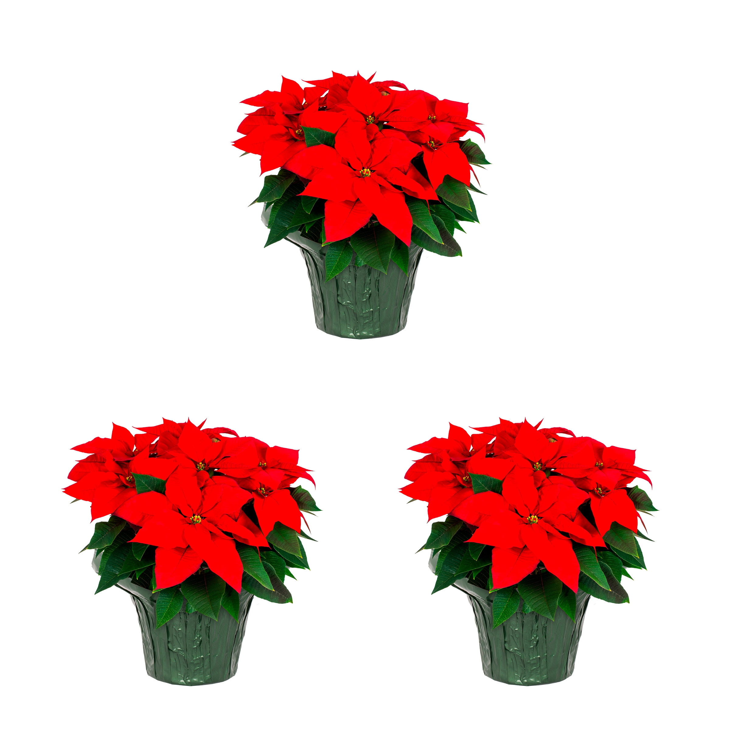 Holiday Time 1.5QT Red Poinsettia Live Annual Plant Sun 3-Pack ...
