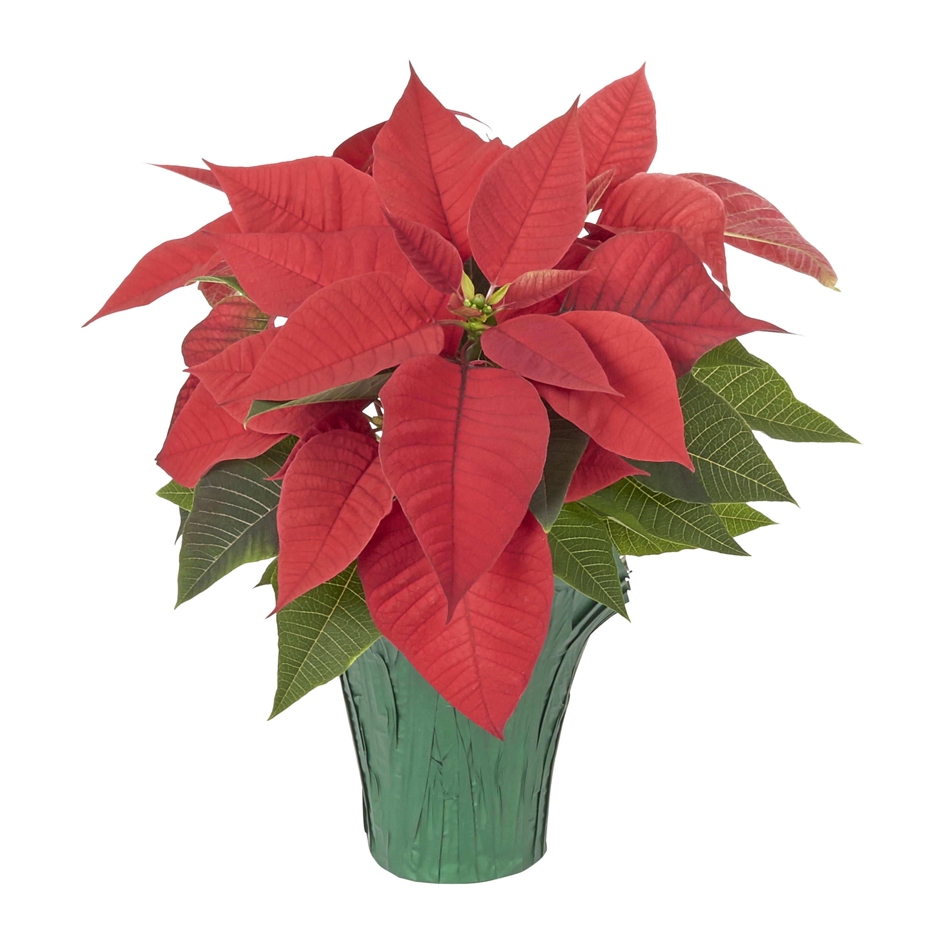 Holiday Time Red Poinsettia 1.68QT Live Plant with Champagne Foil for ...