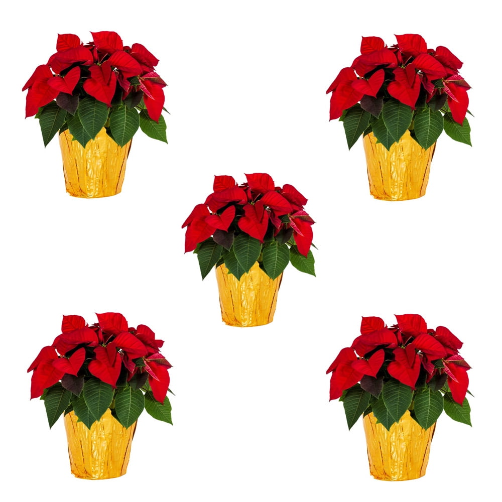 Free Shipping! Holiday Time 1QT Red Poinsettia Live Plants Gold Foil ...