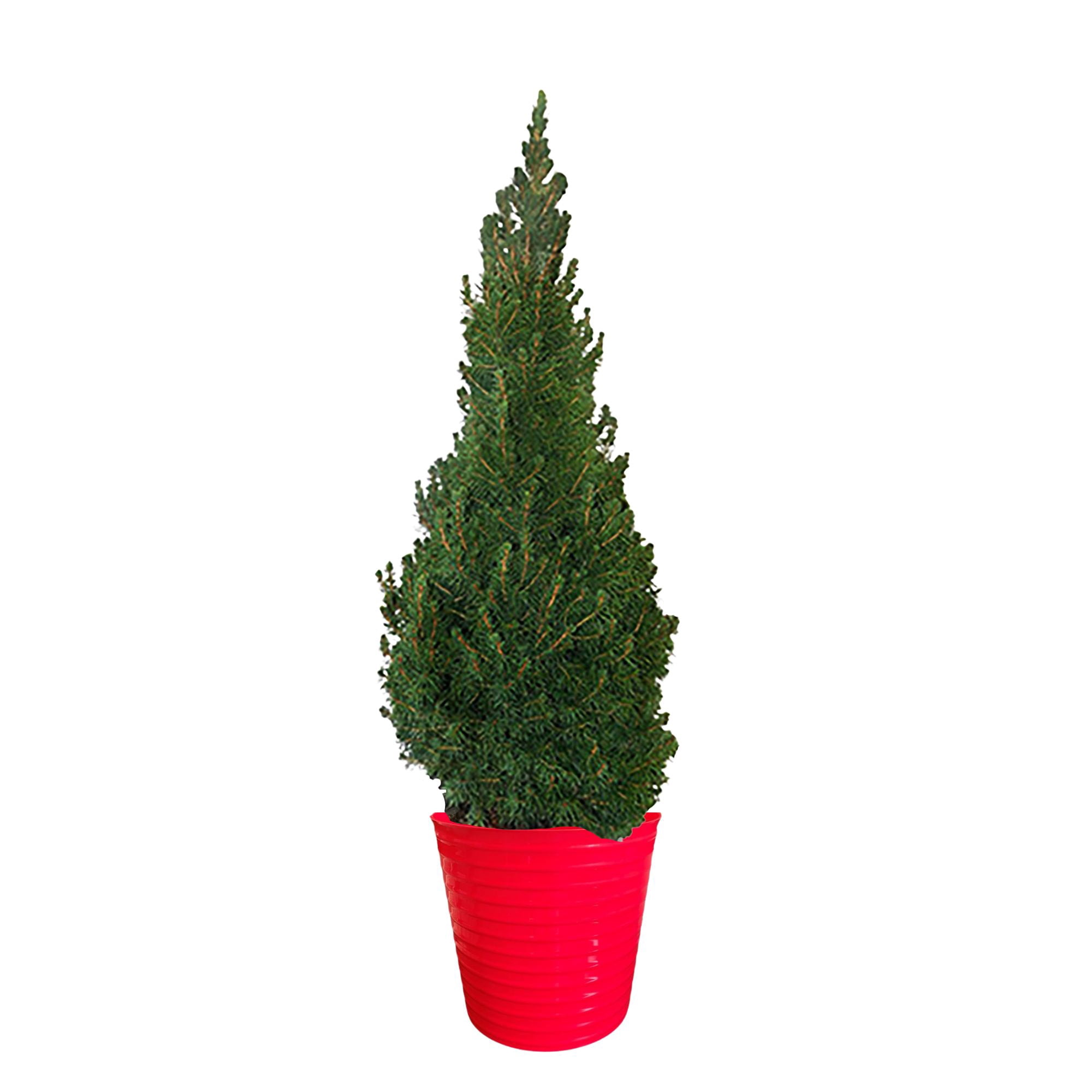 Holiday Time 3.0GL Alberta Spruce Potted Holiday Shrub in Decorative ...