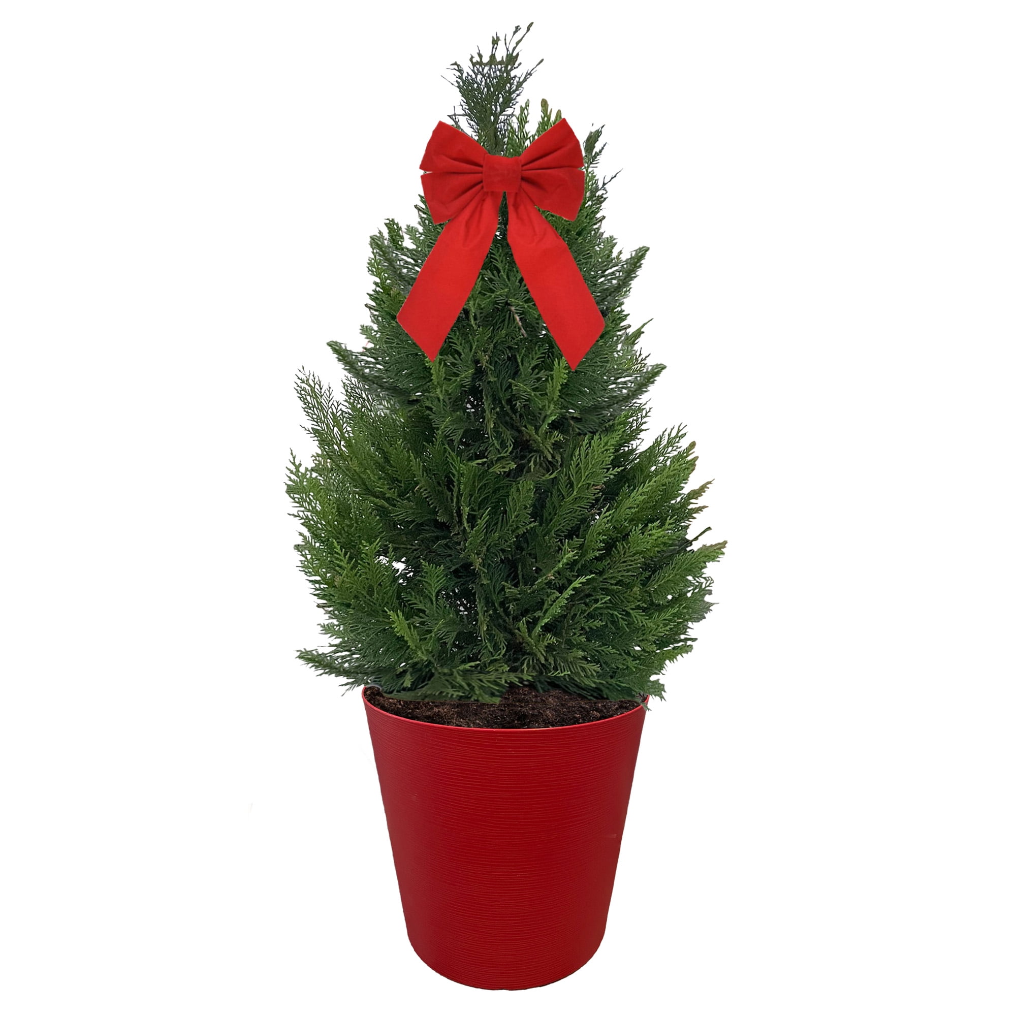 Holiday Time 3.0GL Leyland Cypress Potted Holiday Shrub in Decorative ...