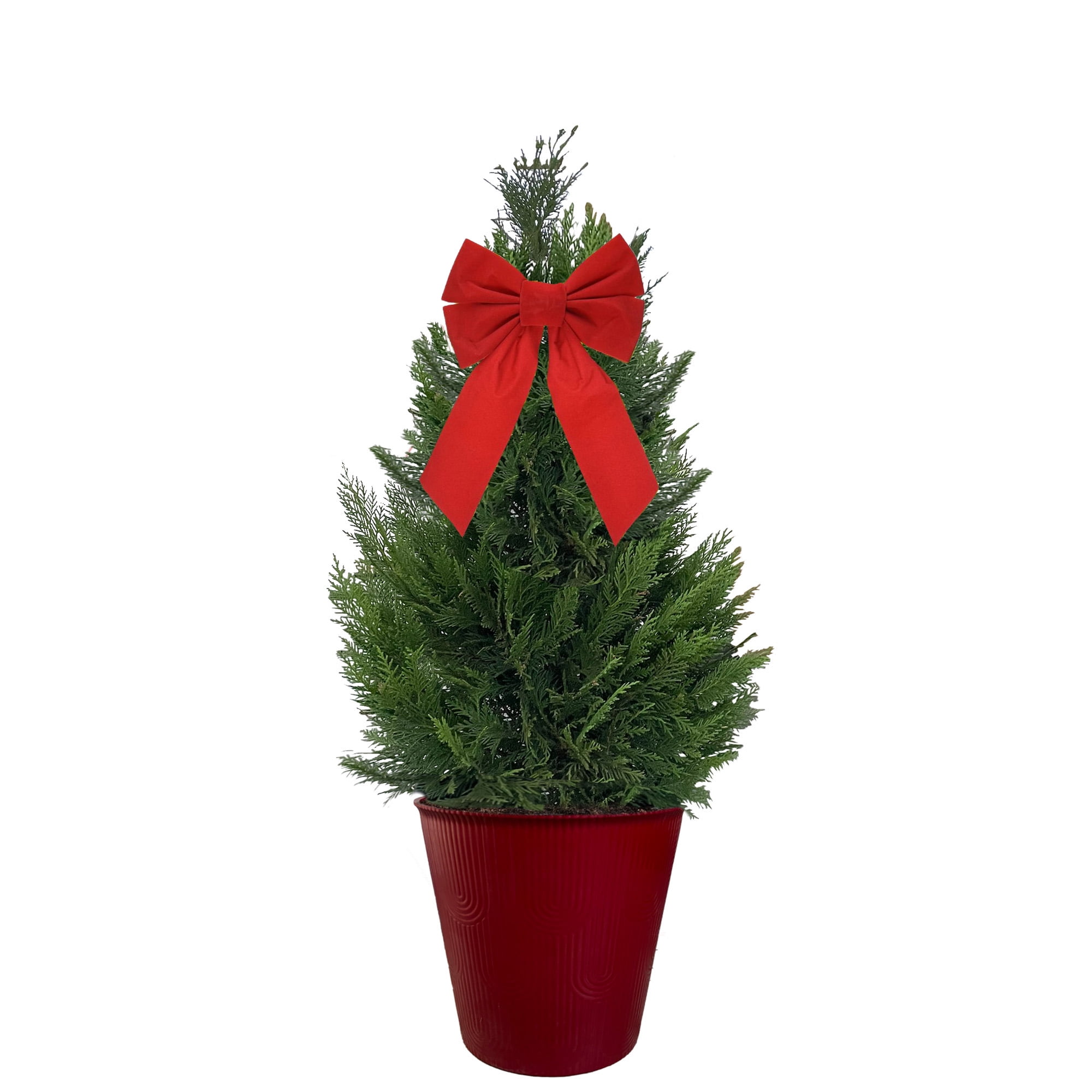 Holiday Time 3.0GL Leyland Cypress Potted Holiday Shrub in Decorative ...