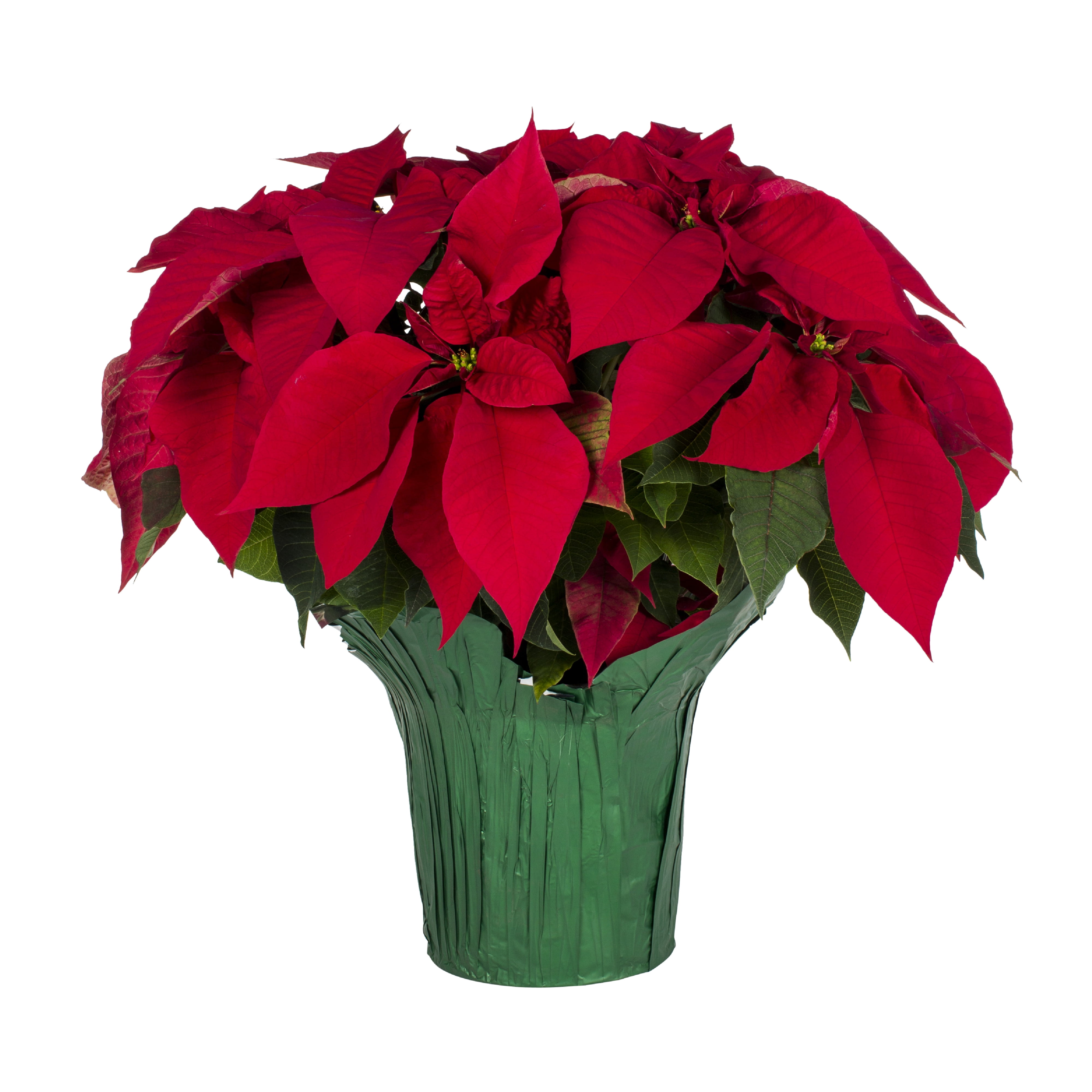 Holiday Time 3.81QT Red Poinsettia Live Plant in Decorative Pot, Full ...