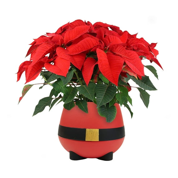 Holiday Poinsettia Plant Decor - 6.5 Santa Pot - Walmart.com